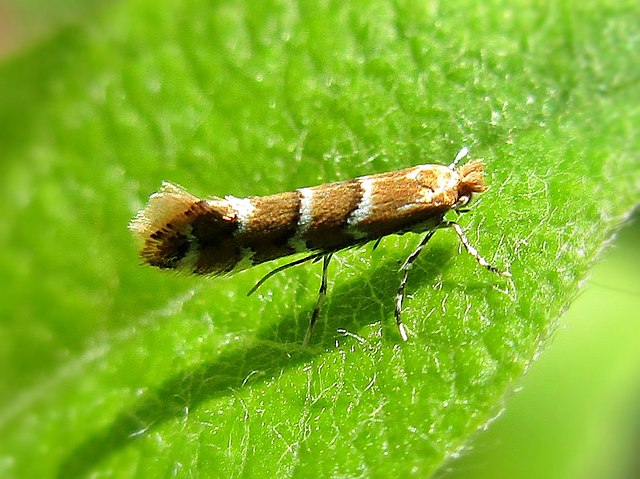 Small insects store
